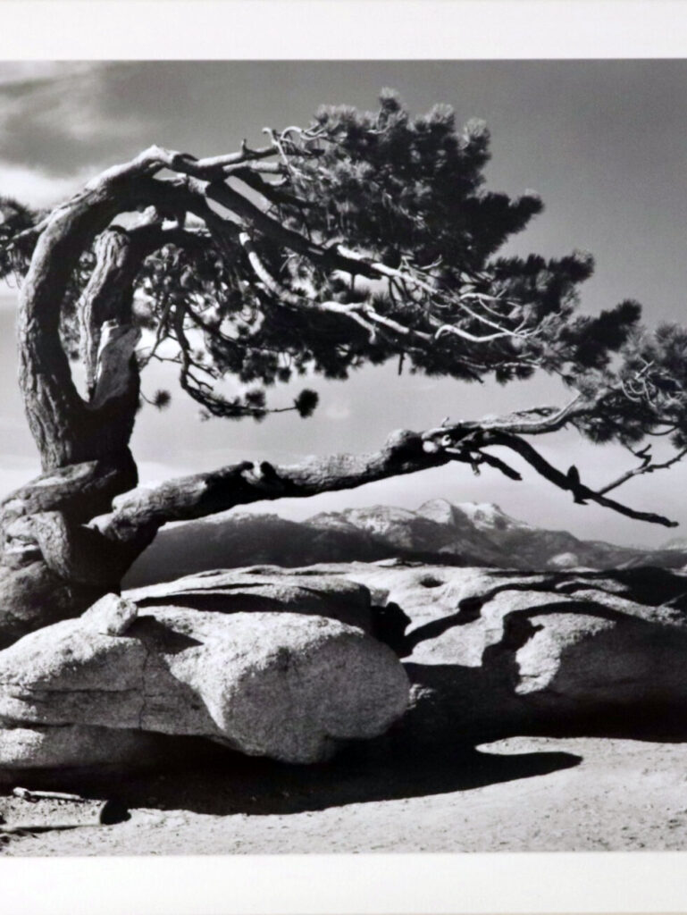 Electa Ricket Auction Items 2023 – Annette Howell Turner Center for the ...